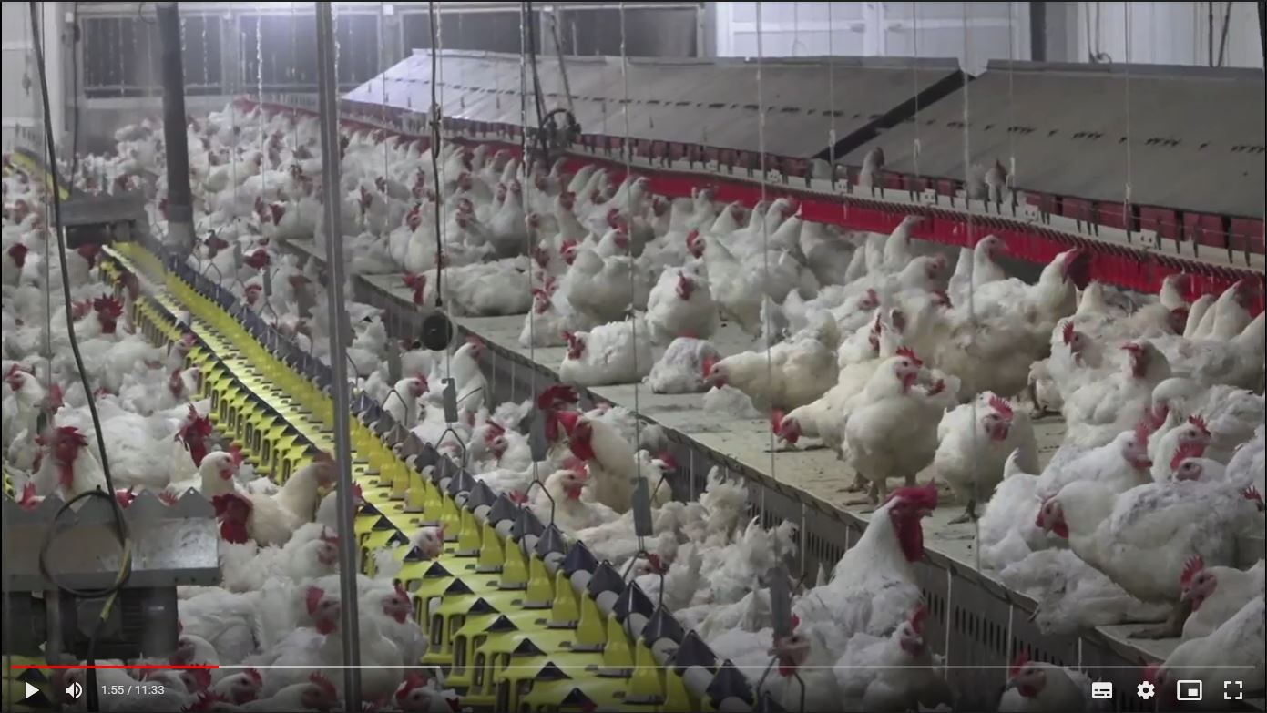 El Broiler español - Producción avícola - CARM CRN